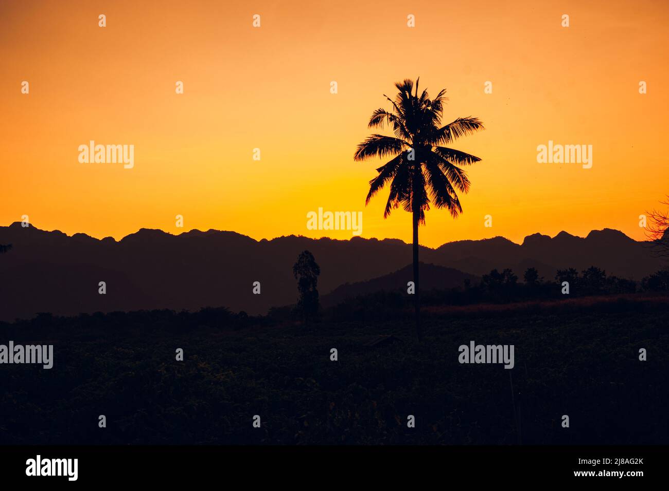 Palm tree silhouette background. California sunset landscape. Tropical ...
