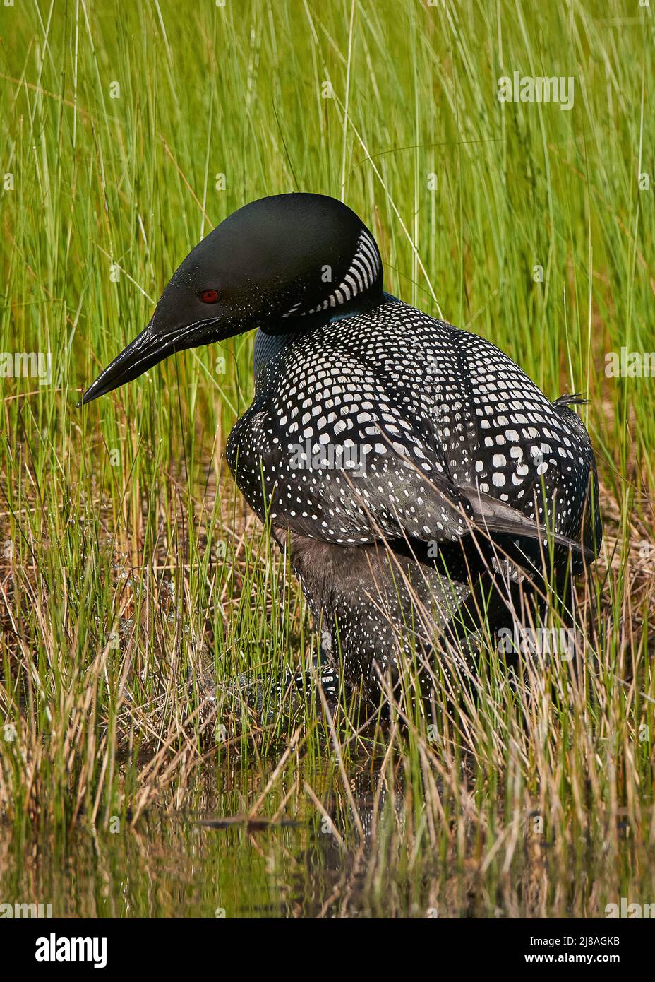 Female loon nesting hi-res stock photography and images - Alamy