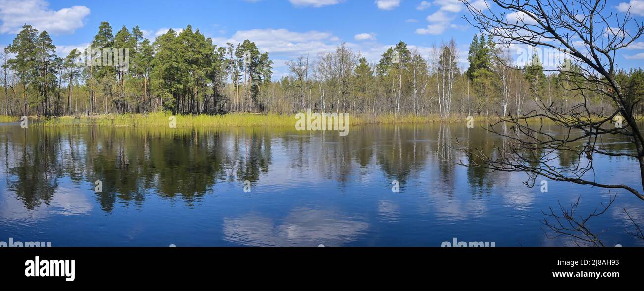 Panorama of the spring river in the national Park. Spring water ...