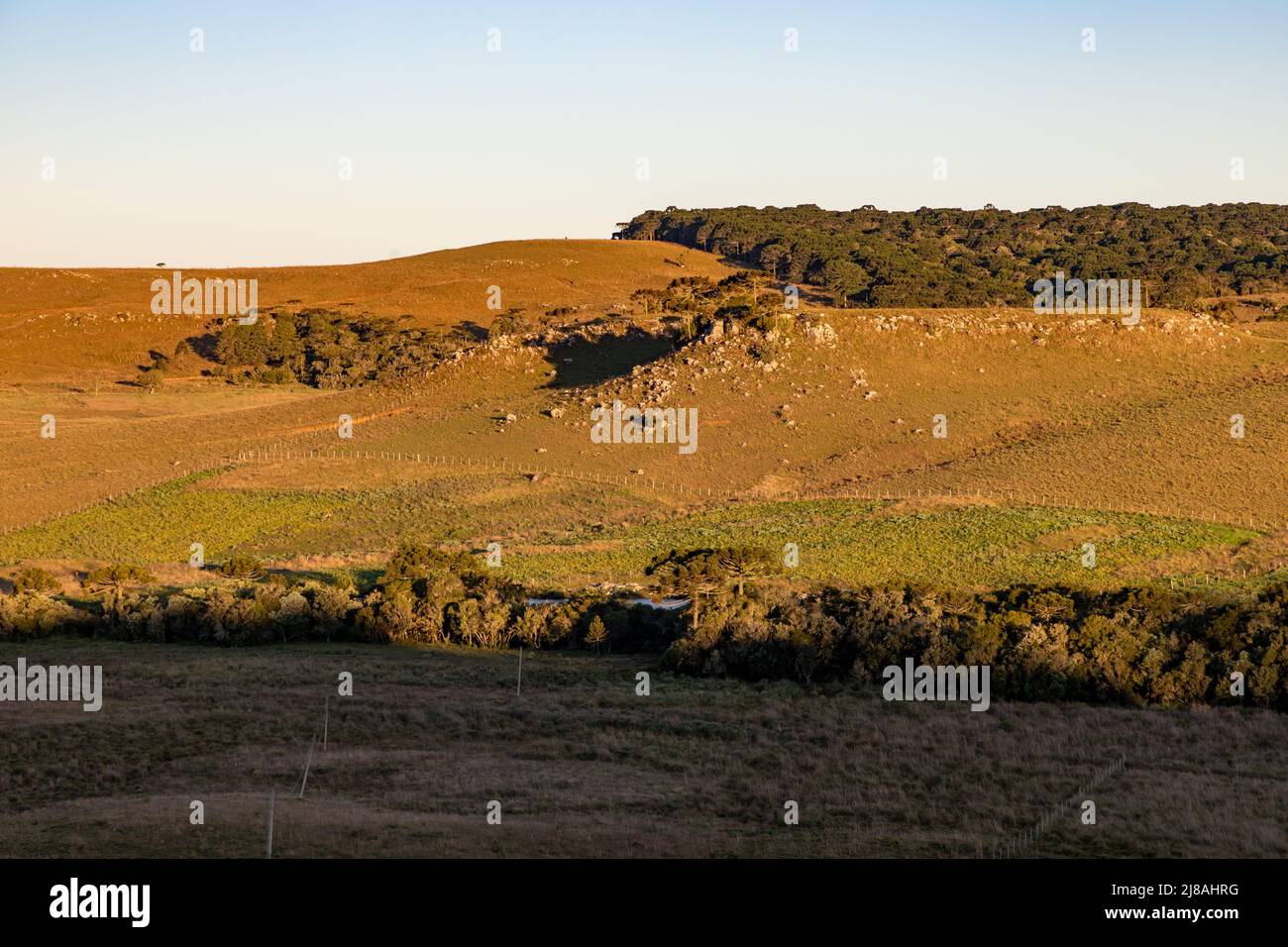Araucaria trees and farm field at sunset, Cambara do Sul, Rio Grande do ...