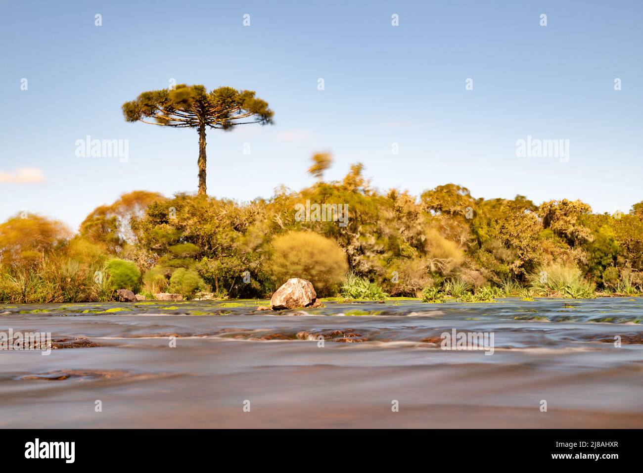 River with vegetation, rocks and Araucaria tree, Cambara do Sul, Rio ...