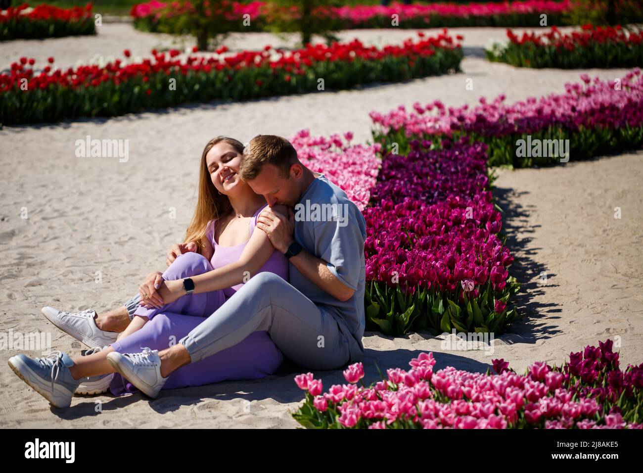 Tulip field in The Netherlands, colorful tulip fields in Flevoland ...