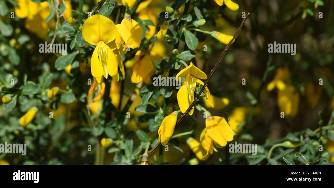 the beautiful Bloom of the Broom Stock Photo - Alamy