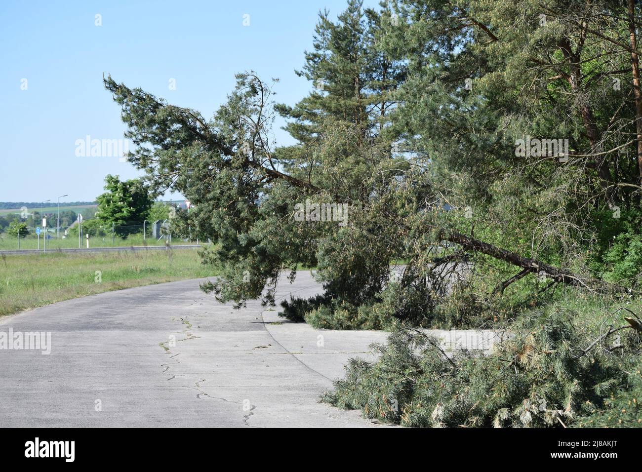 fallen Trees and cracks in the Concrete road Stock Photo - Alamy