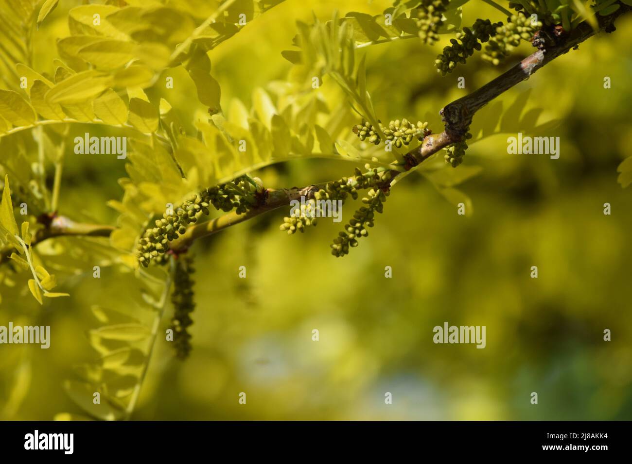 Honey locust flower hi-res stock photography and images - Alamy