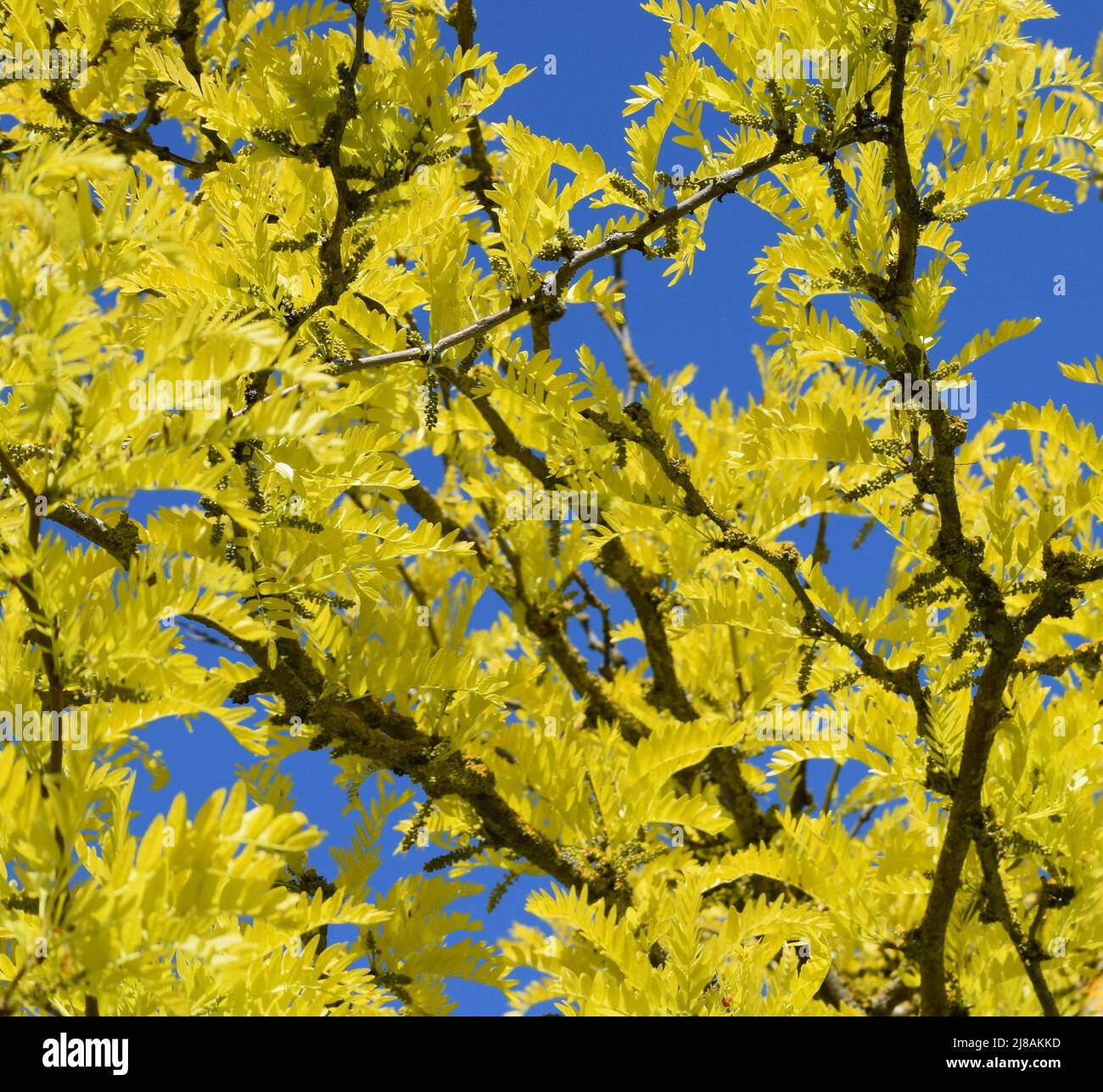 Sweet locust hi-res stock photography and images - Alamy