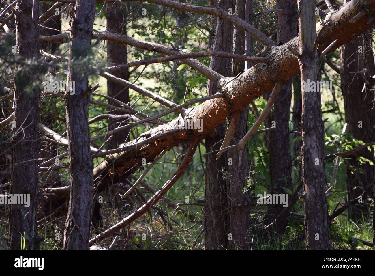 Pine trees that have fallen back into the Forest Stock Photo - Alamy