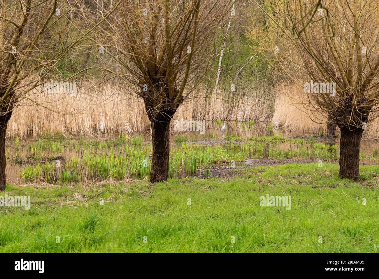 Pollard willows in the national nature reserve of Saeffelen, Germany ...