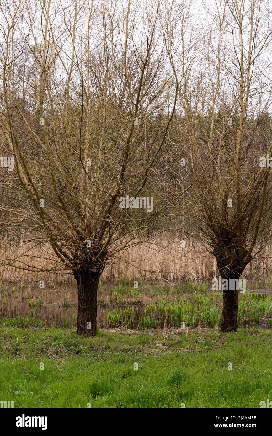 Pollard willows in the national nature reserve of Saeffelen, Germany ...