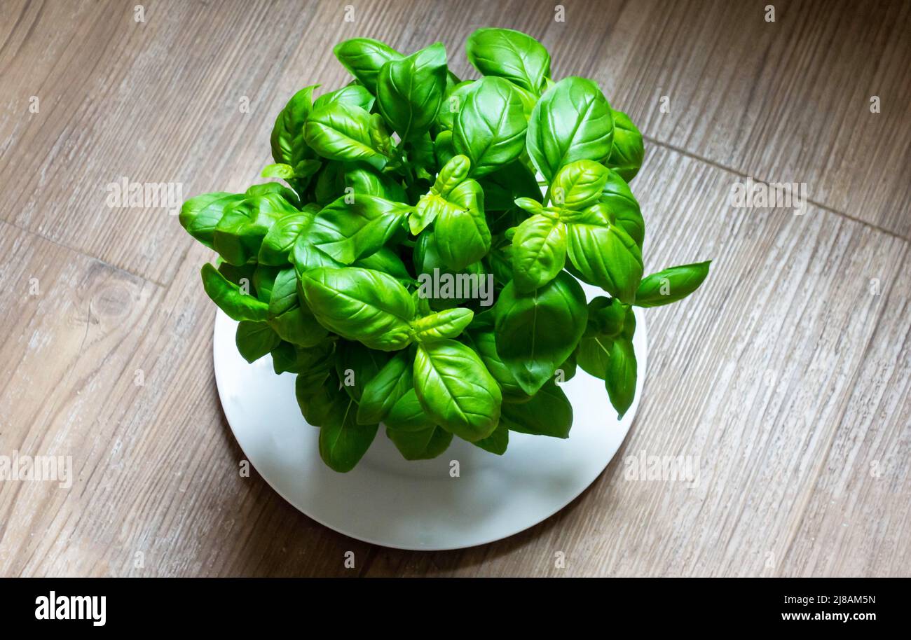 Basil plant on table Stock Photo - Alamy