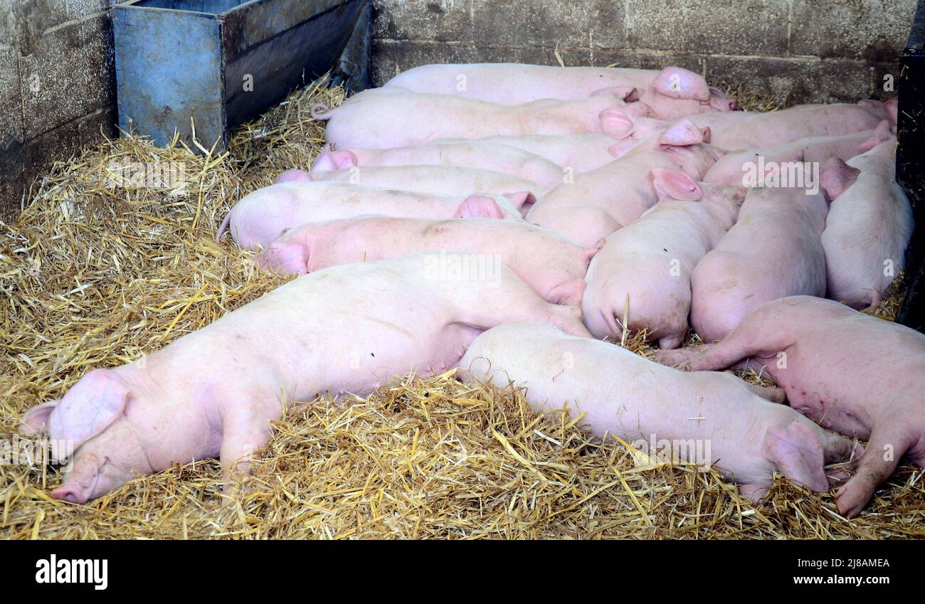 Pig farmers and farming hi-res stock photography and images - Alamy