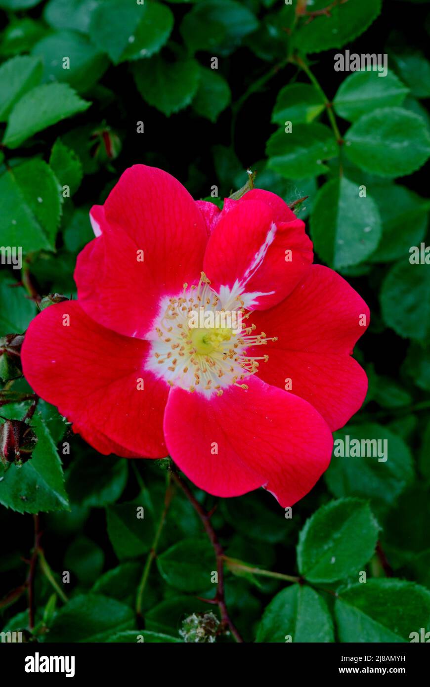 Rose gialle hi-res stock photography and images - Alamy