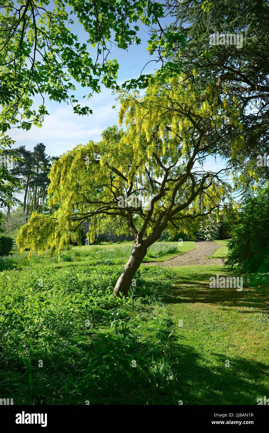 Laburnam Tree Low Burton Masham North Yorkshire England UK Stock Photo ...