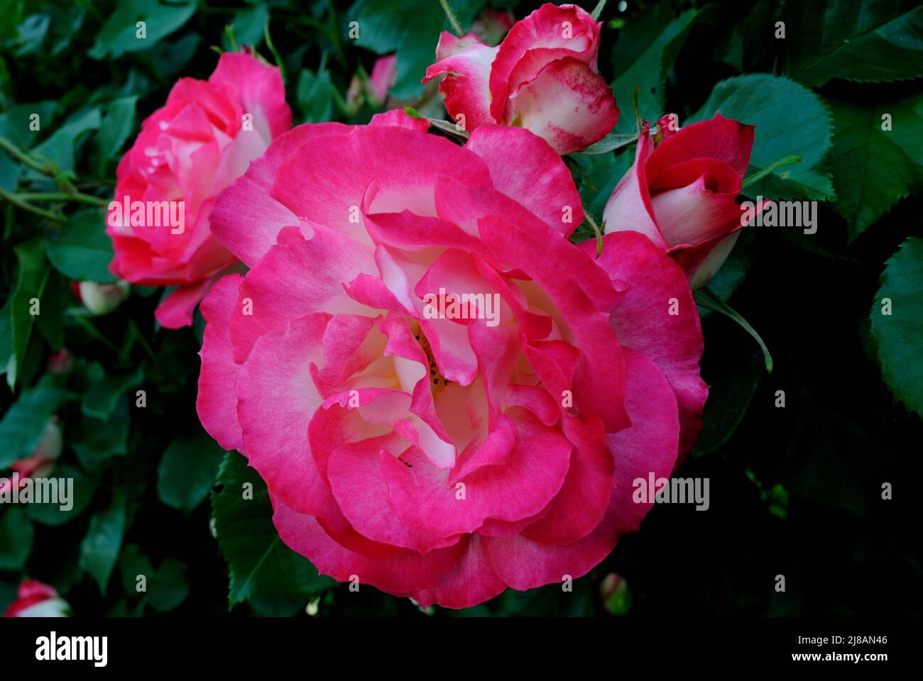 Rose gialle hi-res stock photography and images - Alamy