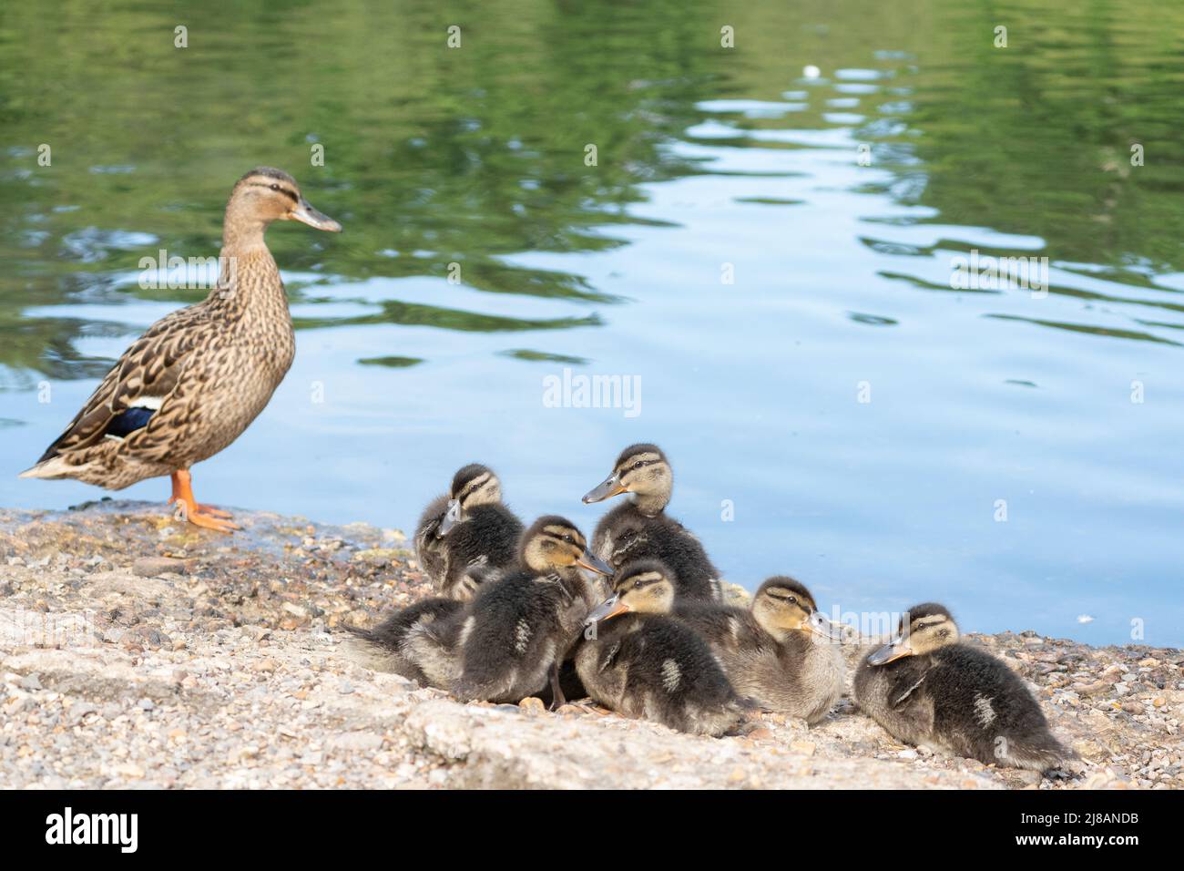 Family ducklings hi-res stock photography and images - Alamy