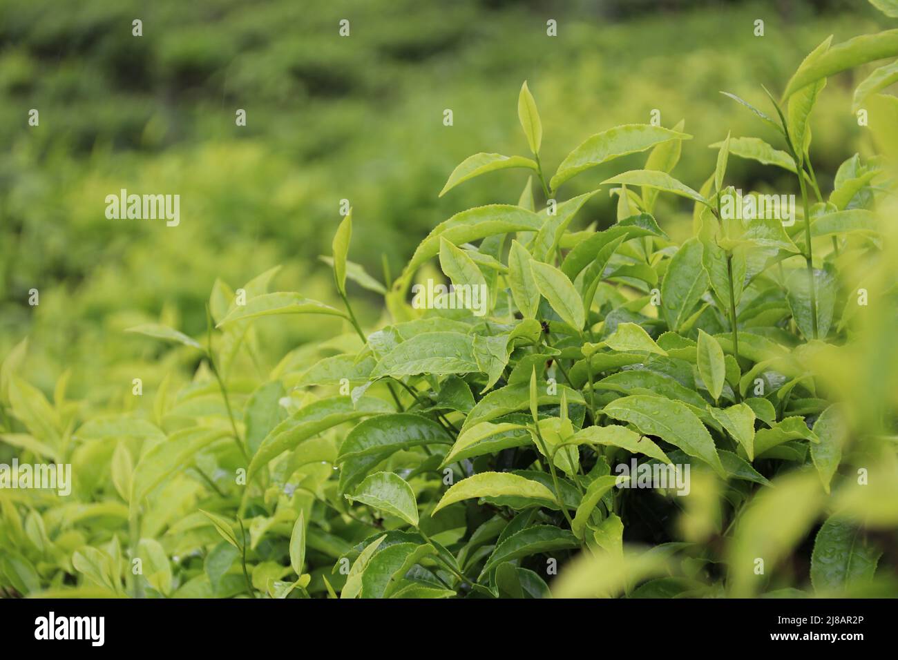 Tea plantations in Rwanda on the way to Kigali Stock Photo - Alamy