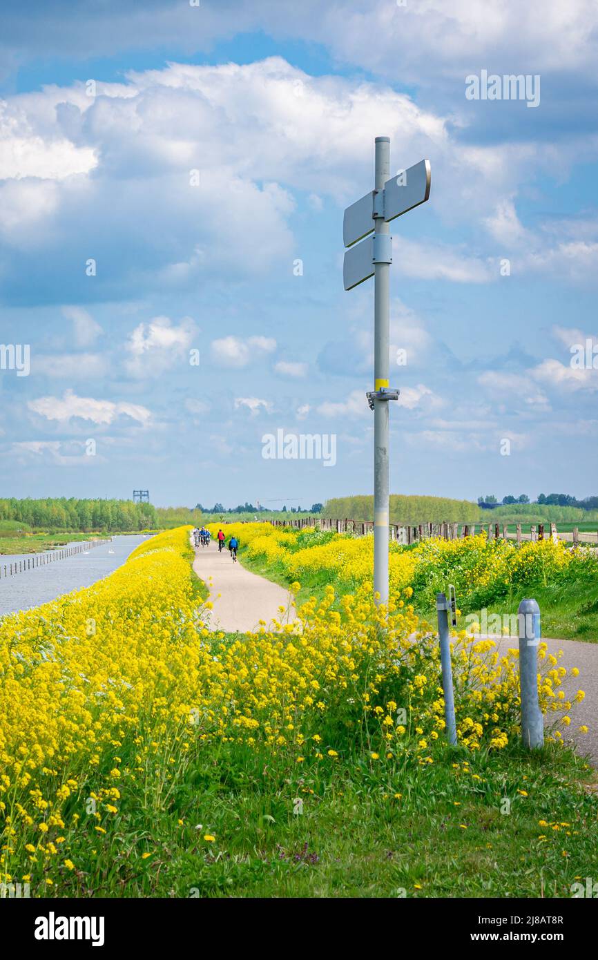 Direction marker along a bicycle path amidst yellow rapeseed flowers in ...
