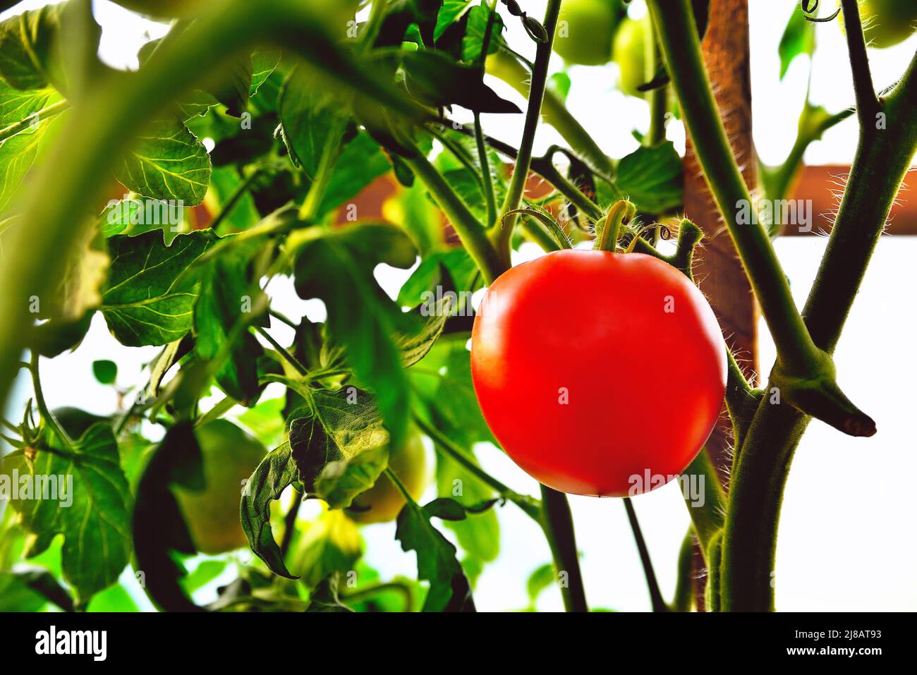 Stages of ripening of tomatoes hi-res stock photography and images - Alamy