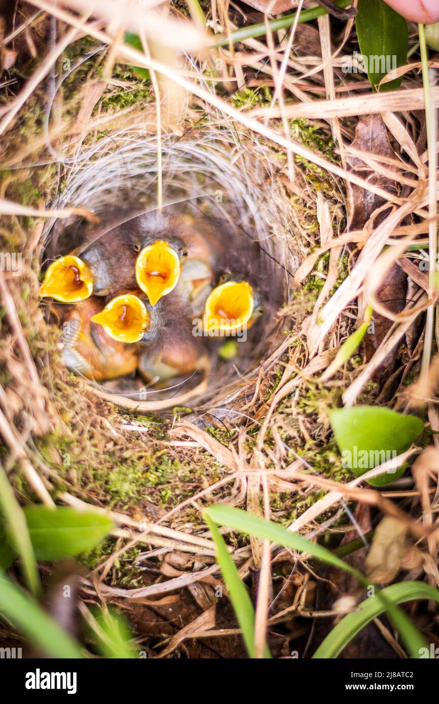Small birds together in nest, waiting for mother bird with food ...