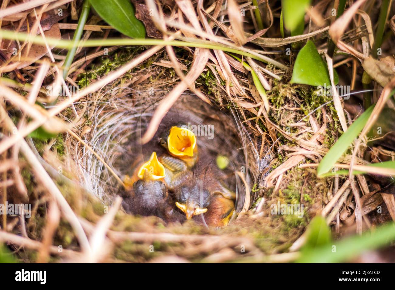 Small birds together in nest, waiting for mother bird with food ...