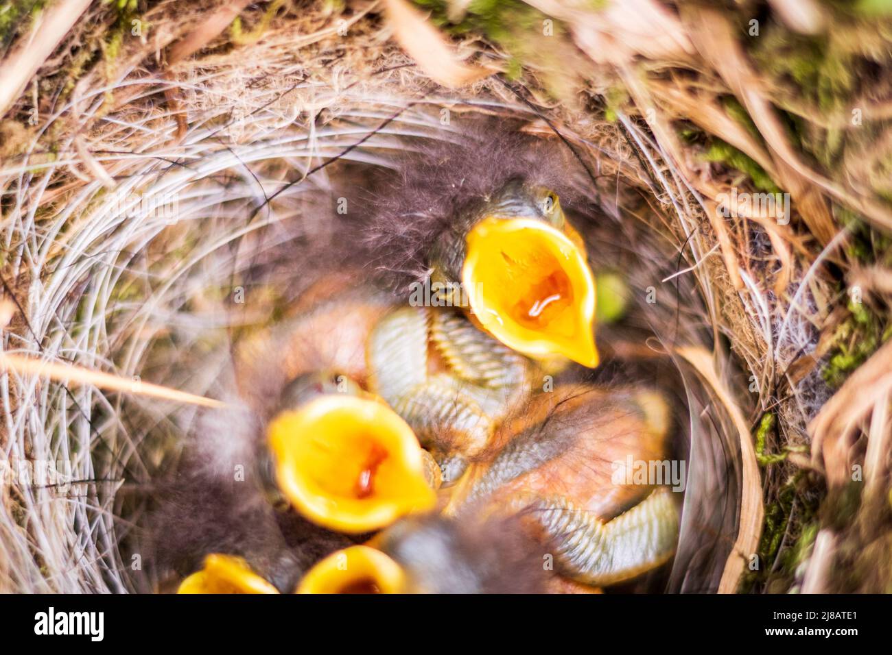 Small birds together in nest, waiting for mother bird with food ...