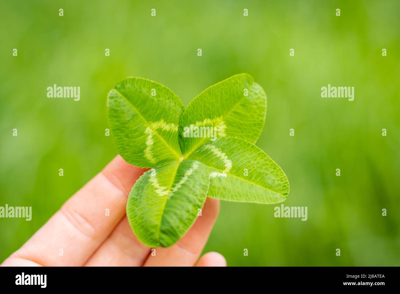 Close up photograph of a four leave clover, with green and blurry ...