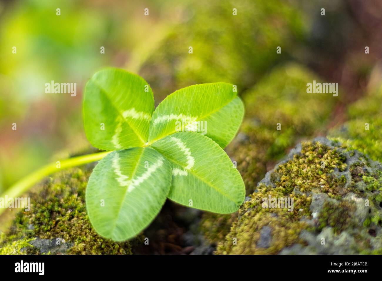 Close up photograph of a four leave clover, with green and blurry ...