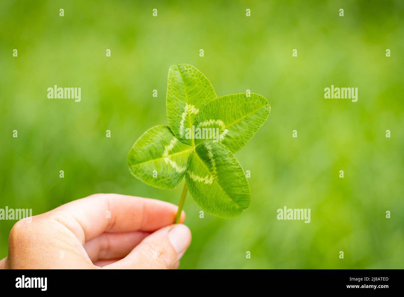 Close up photograph of a four leave clover, with green and blurry ...