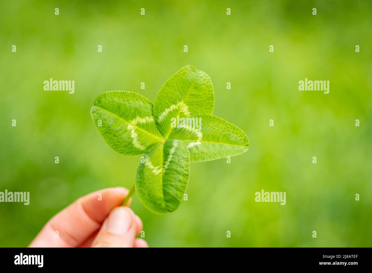 Close up photograph of a four leave clover, with green and blurry ...