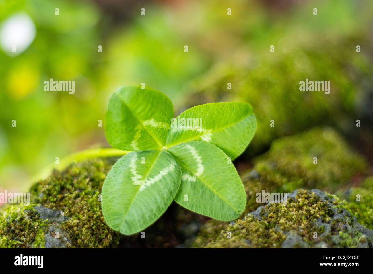 Close up photograph of a four leave clover, with green and blurry ...