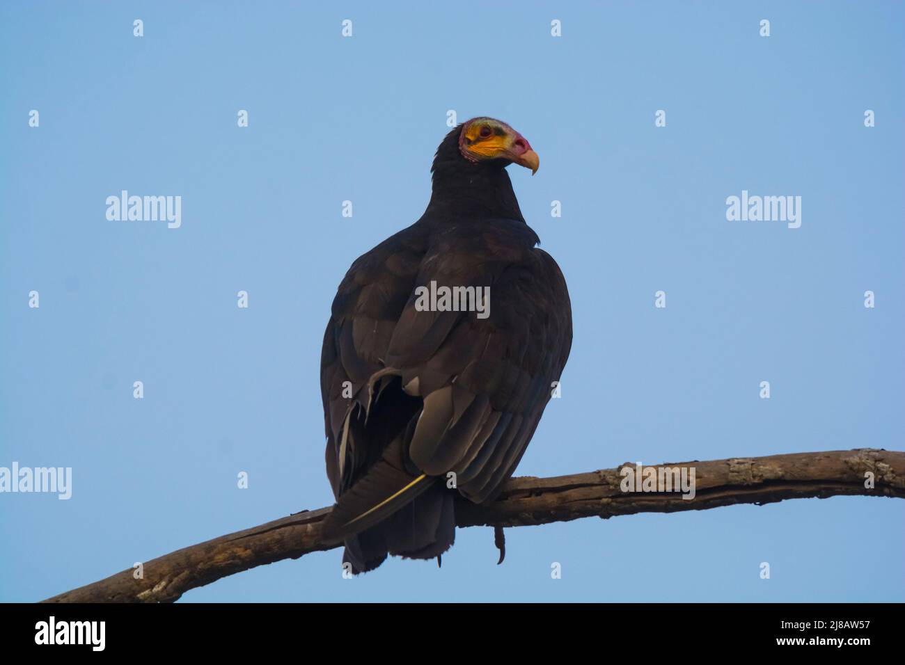 Lesser yellow headed vulture.South America Stock Photo - Alamy