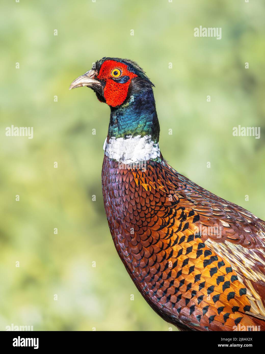 Common Pheasant (Phasianus colchicus) portrait.This bird is native to ...