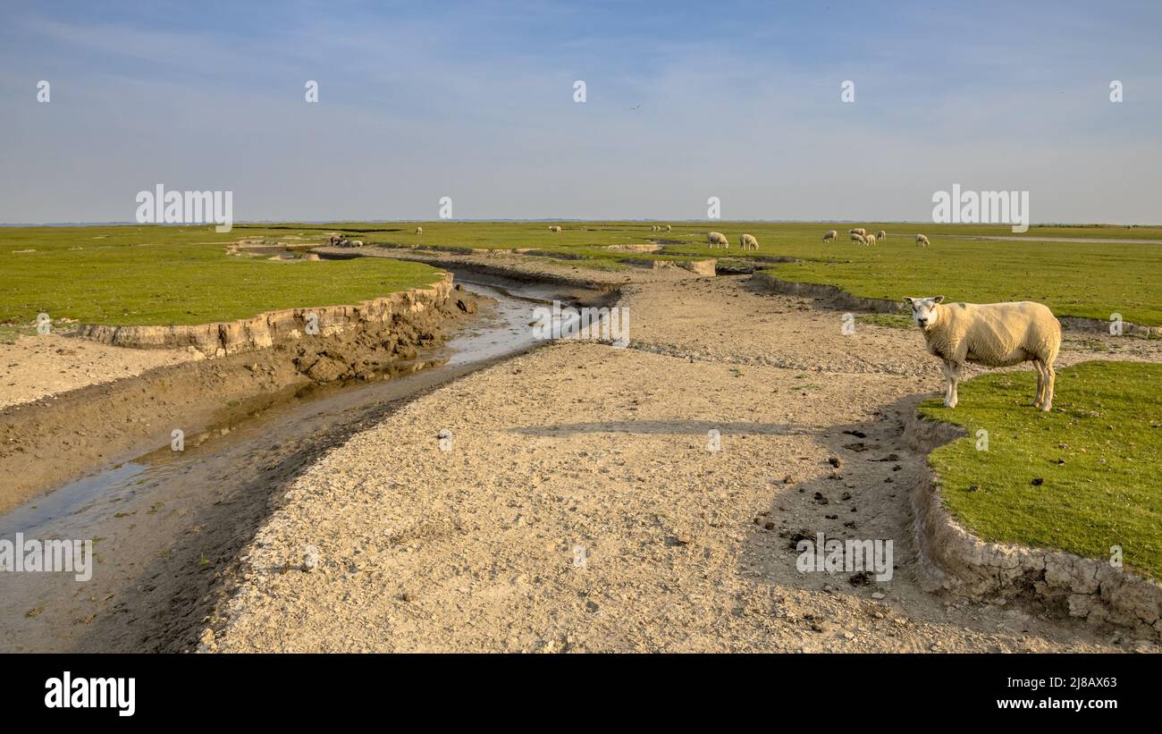 Sheep in Tidal marshland with natural meandering drainage system on ...