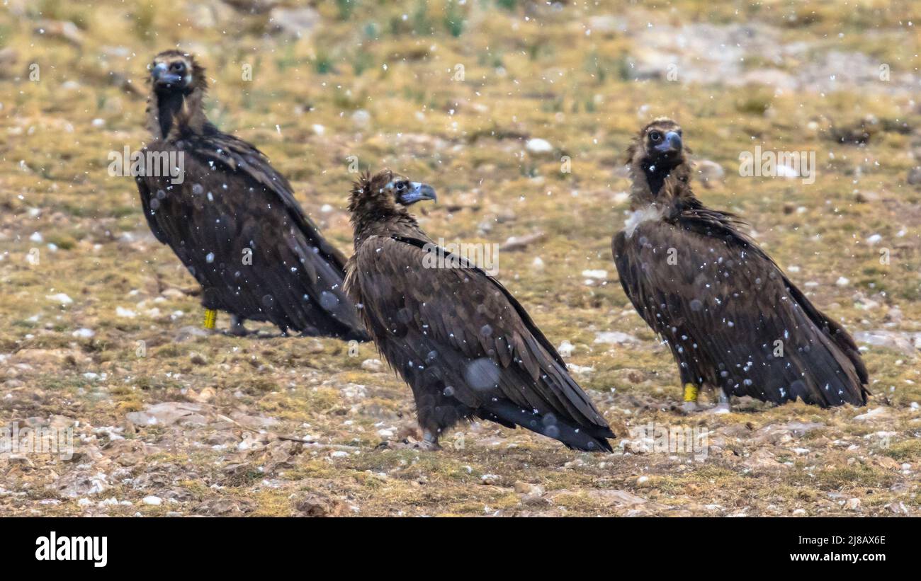 Cinereous vulture (Aegypius monachus) three birds sitting on ground in ...