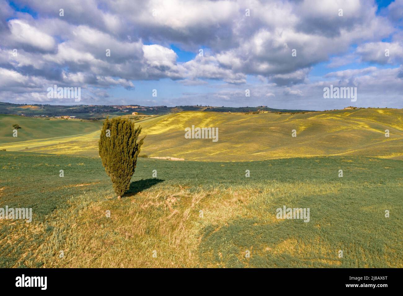 Tuscany lonely cypress tree hi-res stock photography and images - Alamy
