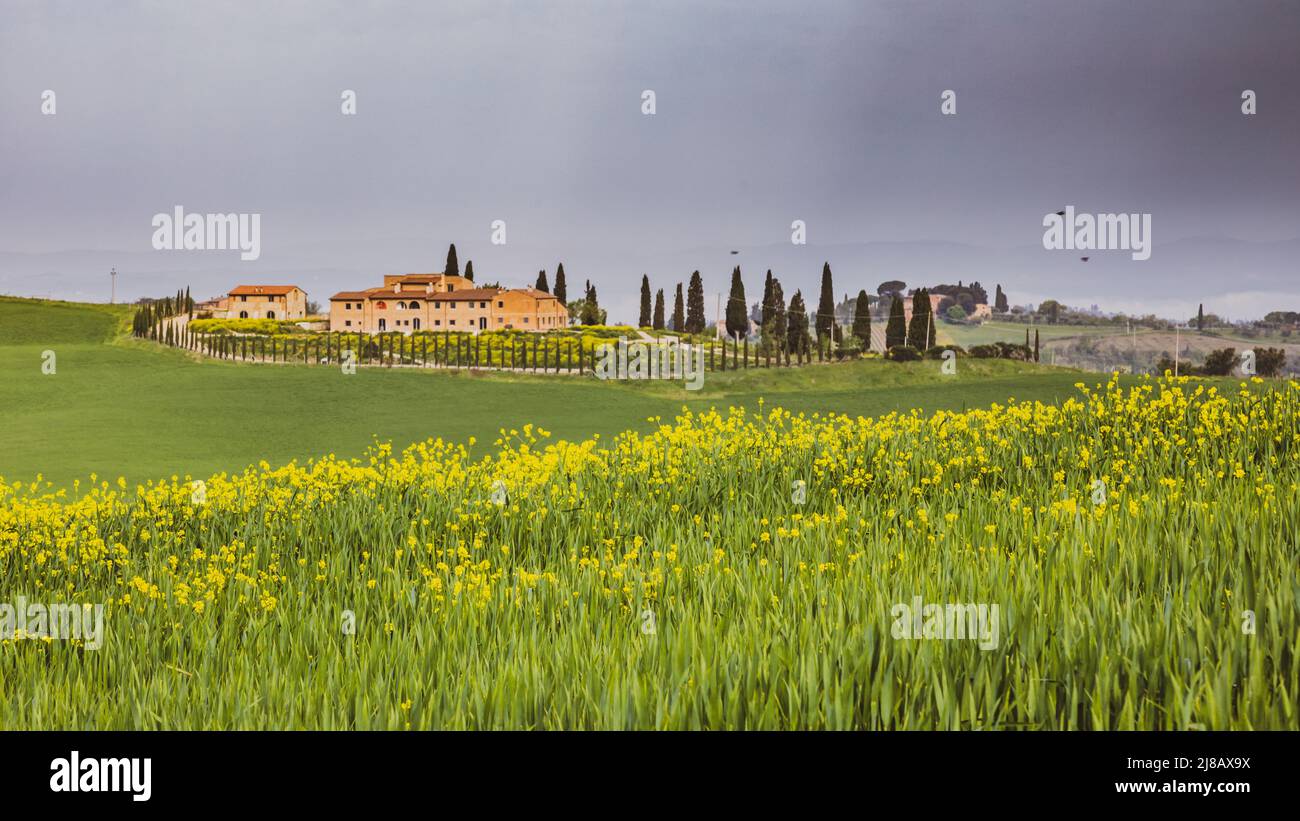 Yellow flowers in the field with tuscan village in the background in ...