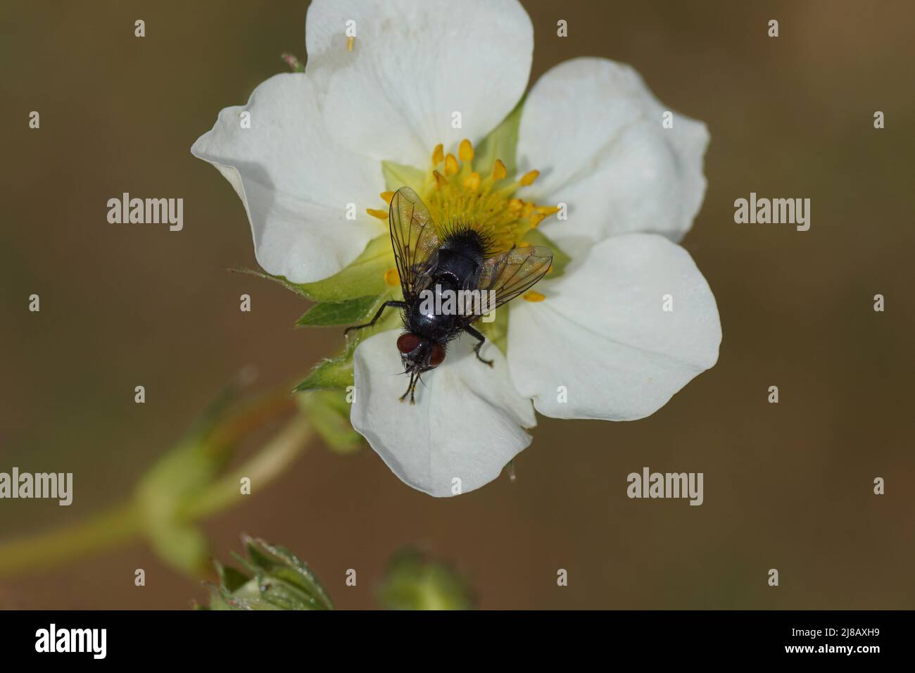 Close up blue black tachinid fly Epicampocera succincta, Family ...