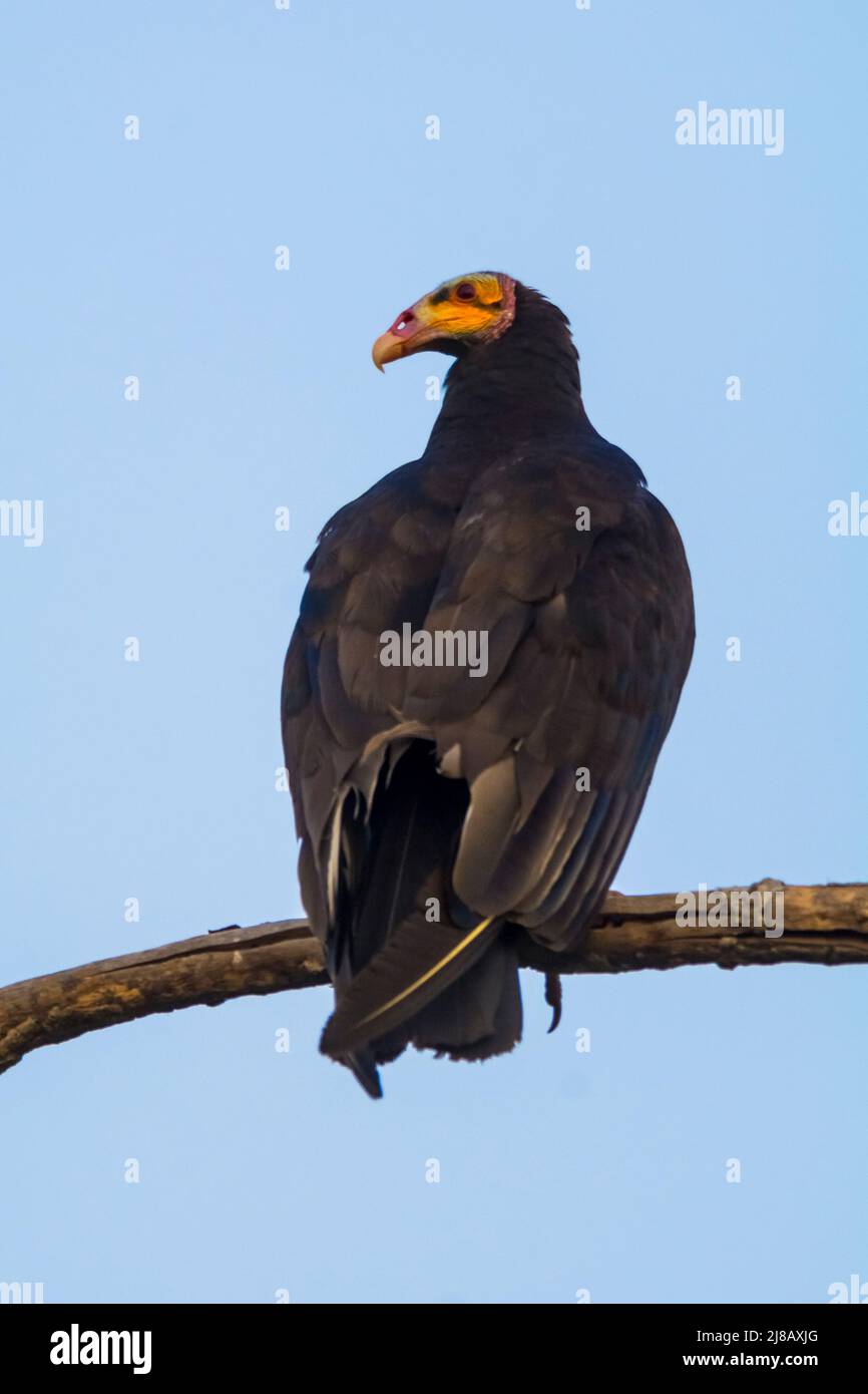 Lesser yellow headed vulture.South America Stock Photo - Alamy