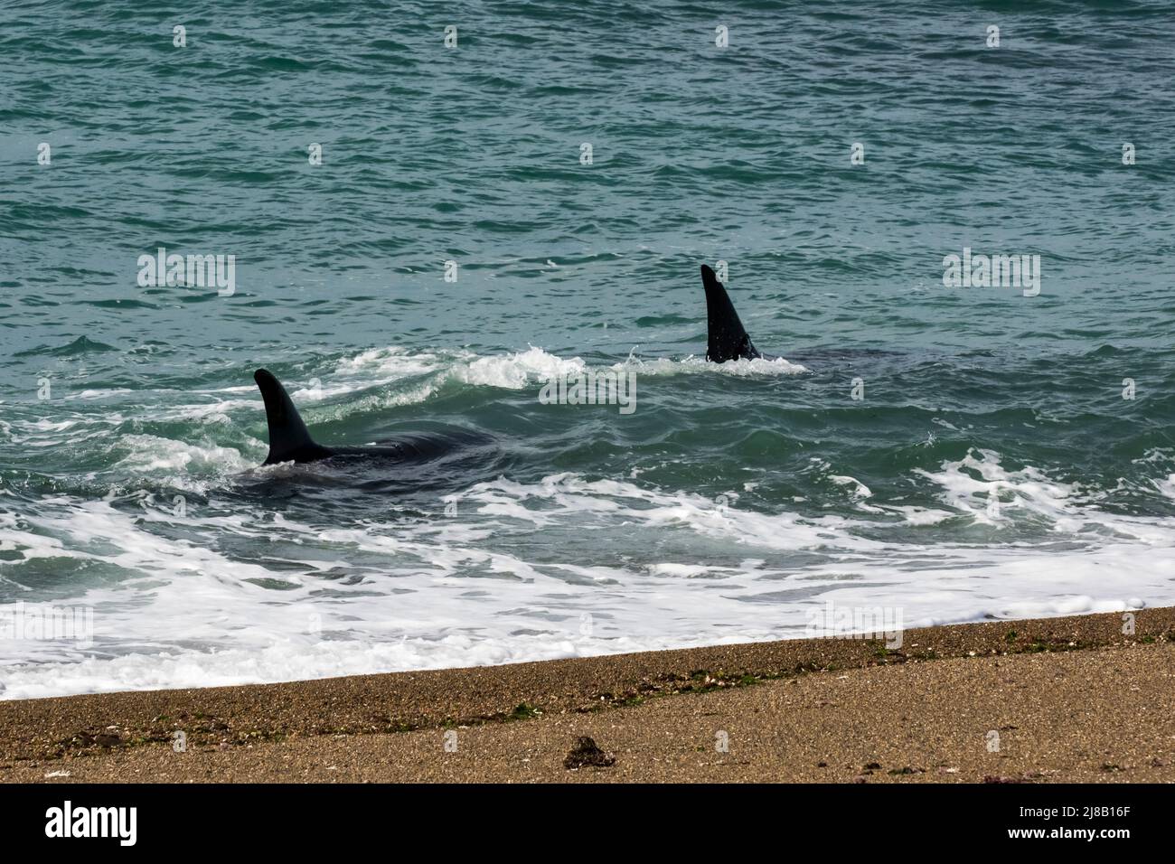Killer whale hunting sea lions, Peninsula Valdes, Patagonia, Argentina ...