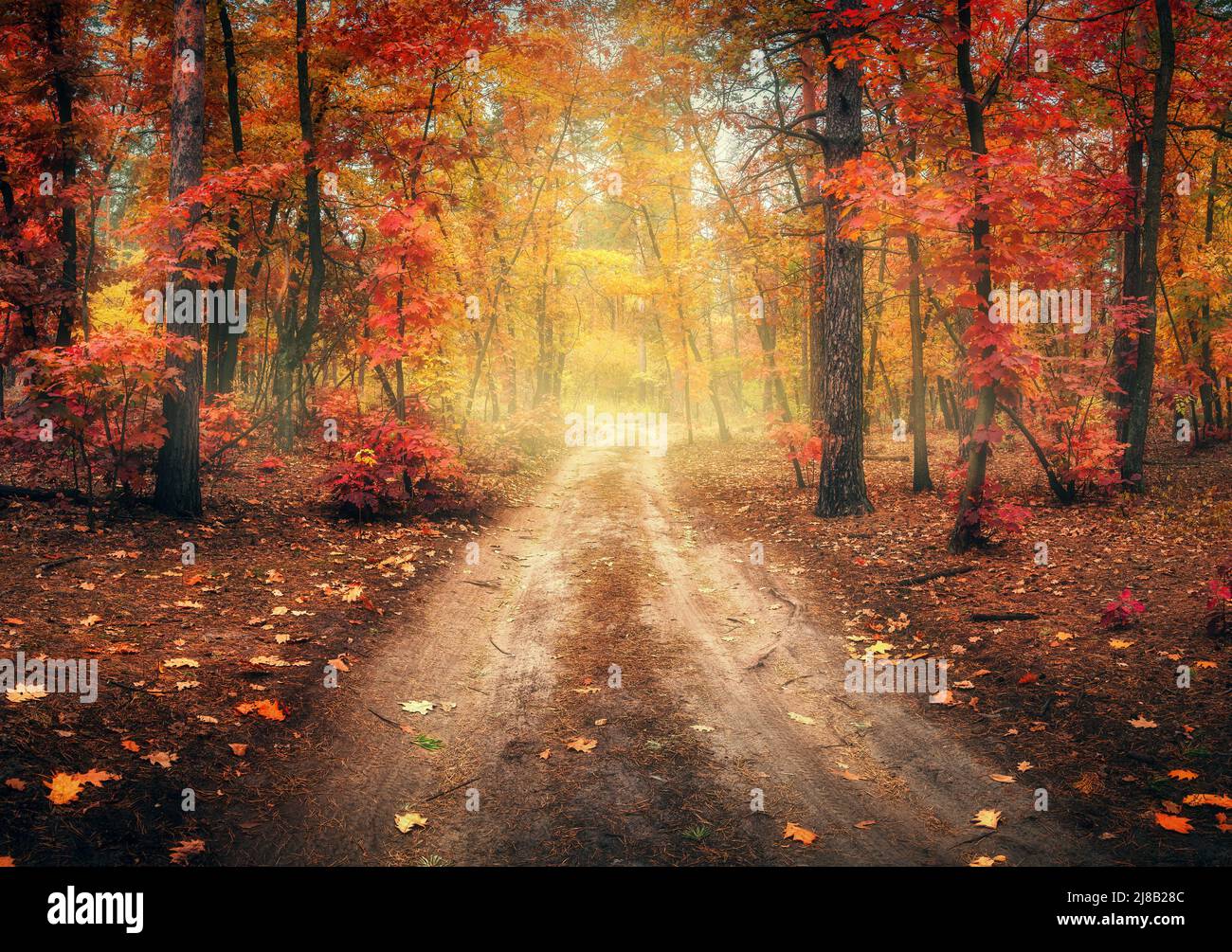 Enchanted forest trail hi-res stock photography and images - Alamy