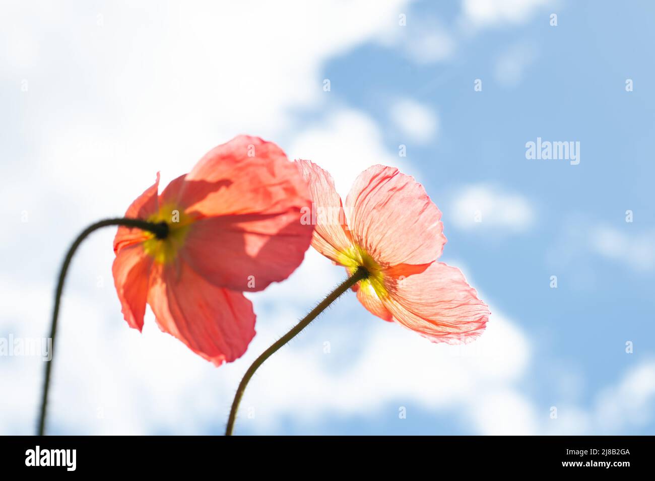 Iceland poppy flowers, blue sky and white clouds rolling by. Having ...