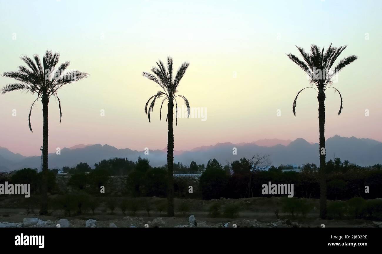 Palmf hi-res stock photography and images - Alamy