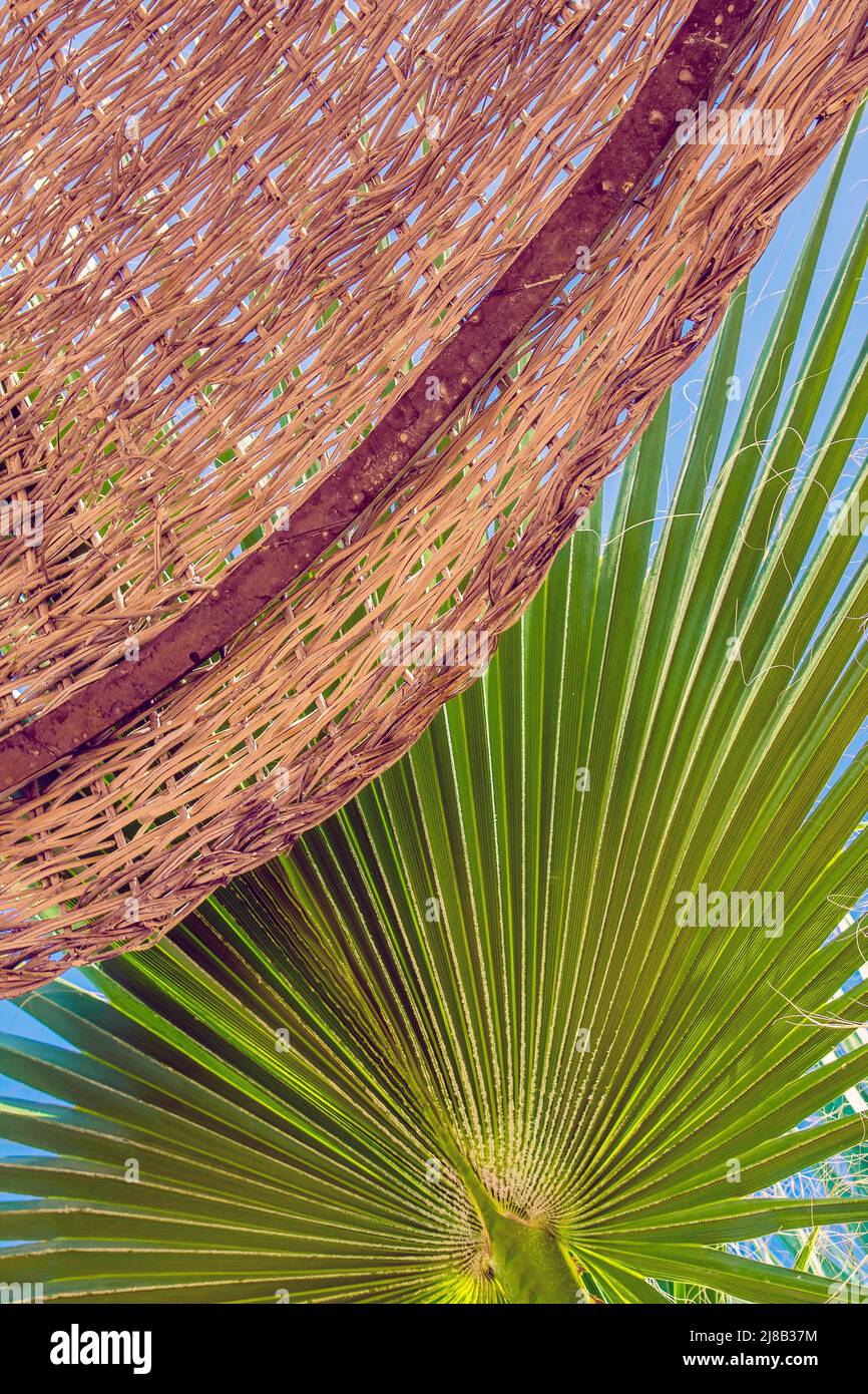 Beautiful exotic background with palm leaf. Rest and relaxation Stock ...