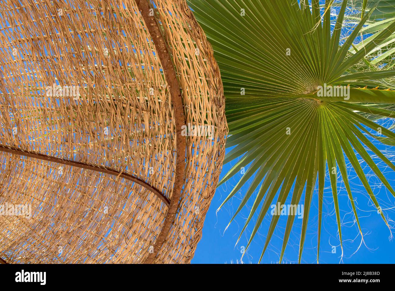 Beautiful exotic background with palm leaf. Rest and relaxation Stock ...