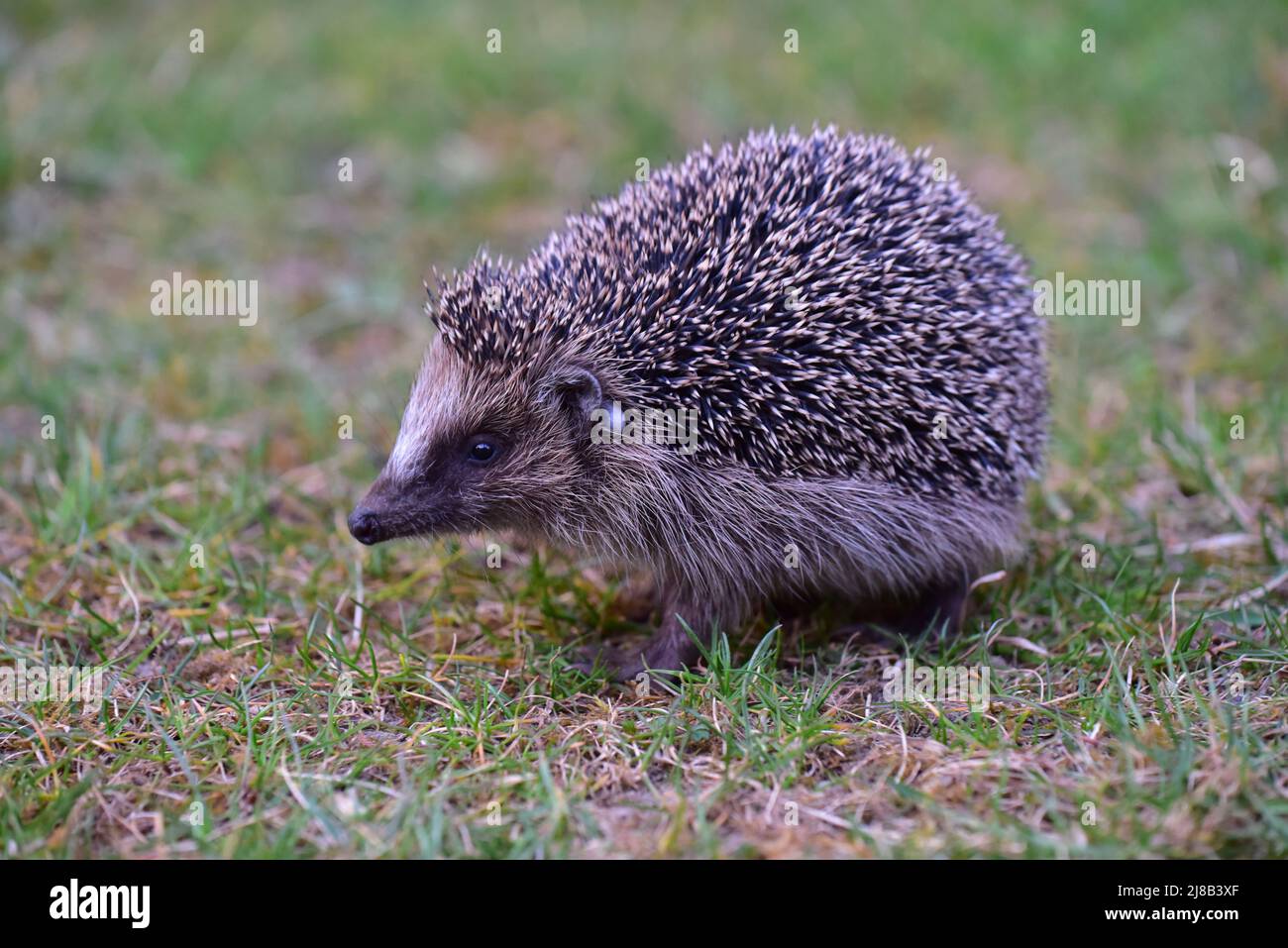 Hedgehog (Erinaceidae) foraging in a garden, tick behind the ear ...