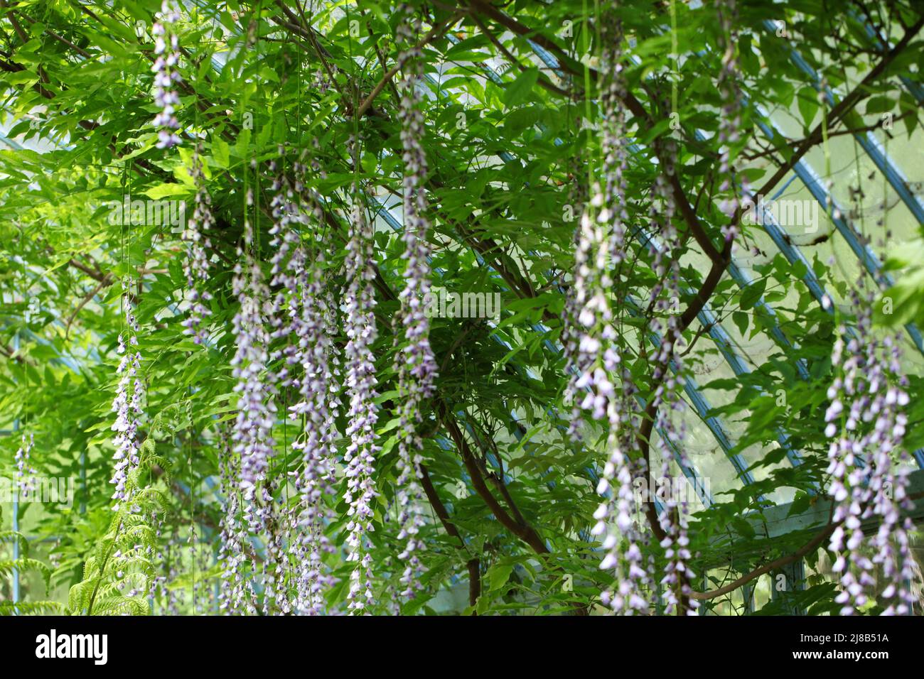 Wisteria canopy hi-res stock photography and images - Alamy