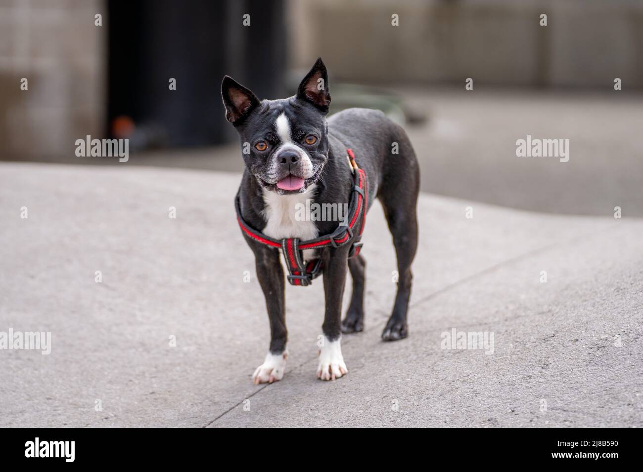 Boston Terrior with brown eyes, tongue out, staring at the camera Stock ...