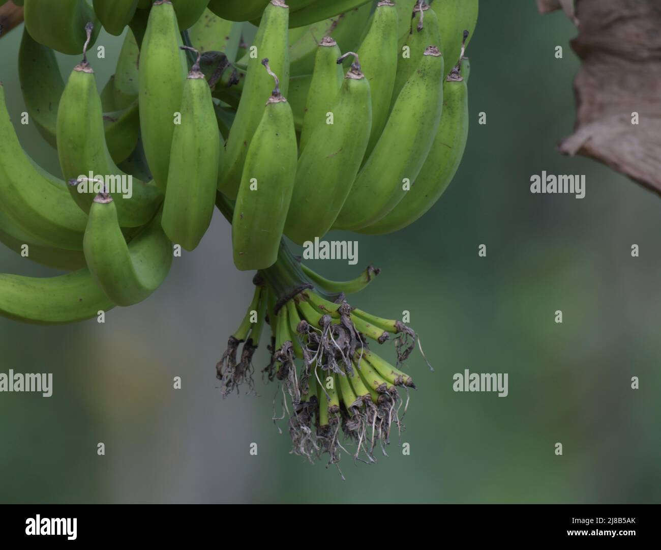 Organic and fresh banana fruit bunch hanging on banana tree in ...