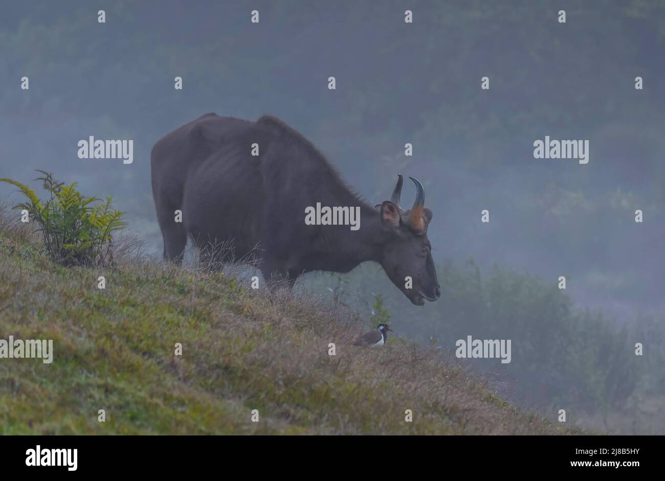 Indian bison or Indian Gaur in a forest in Kerala India Stock Photo - Alamy
