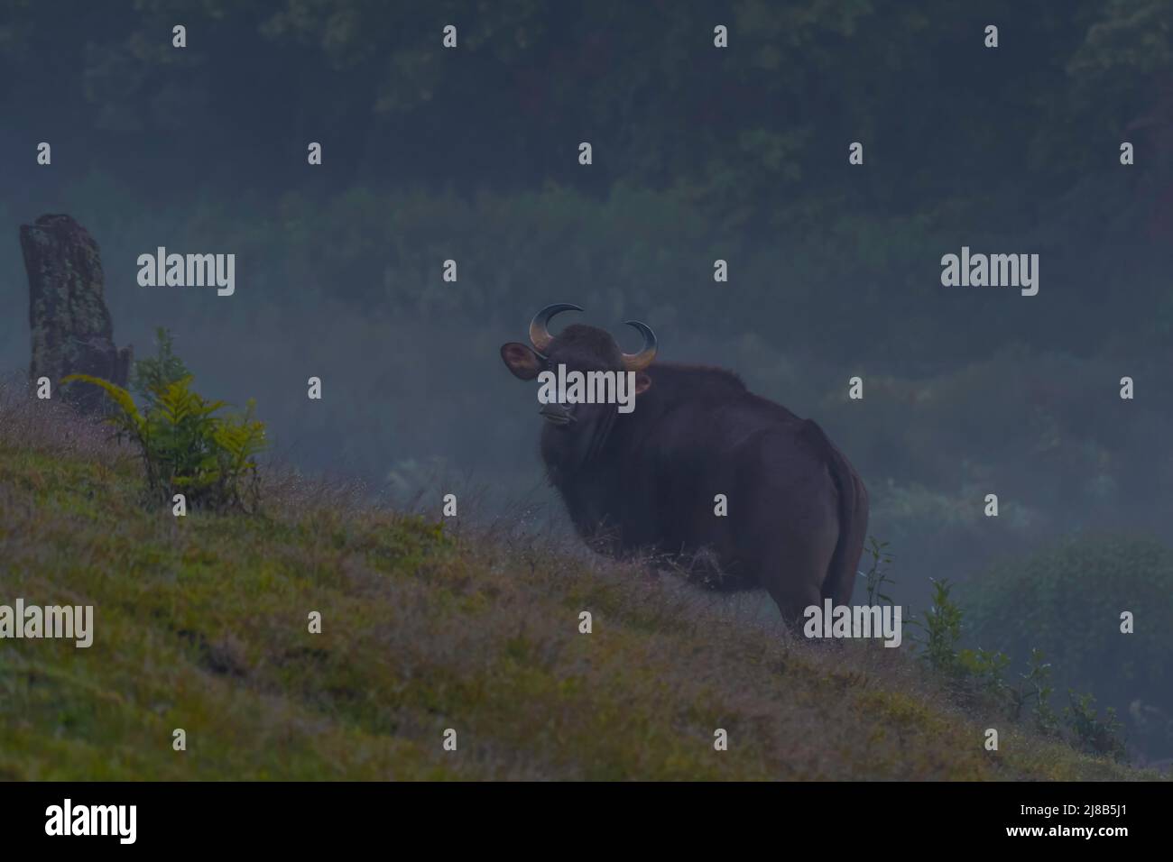 Indian bison or Indian Gaur in a forest in Kerala India Stock Photo - Alamy